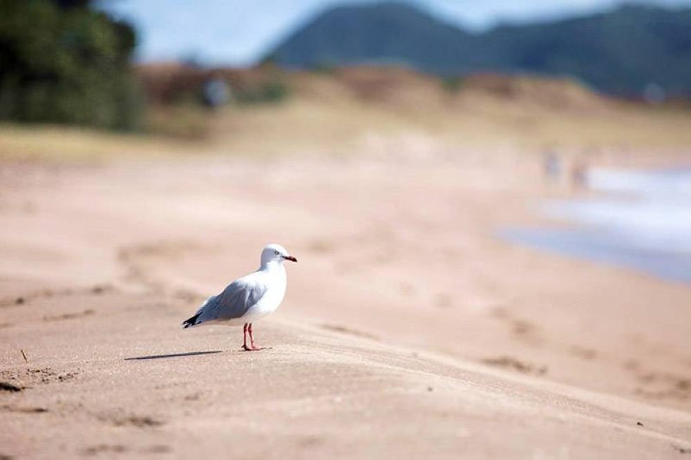 Wish you had a hot pool? In New Zealand, you could dig your own on Hot ...