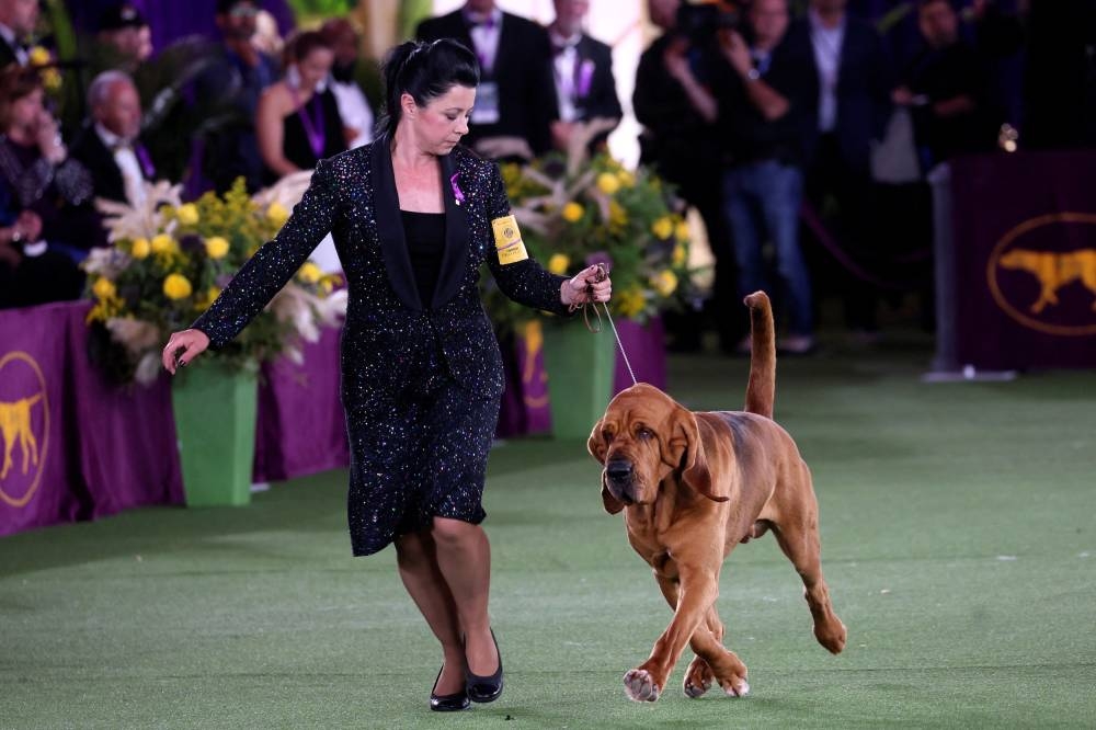 Trumpet, a bloodhound, wins US Westminster dog show | Malay Mail