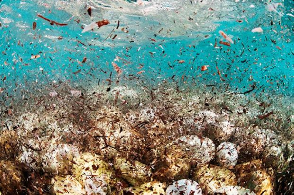‘They’re everywhere’: Microplastics in oceans, air and human body ...