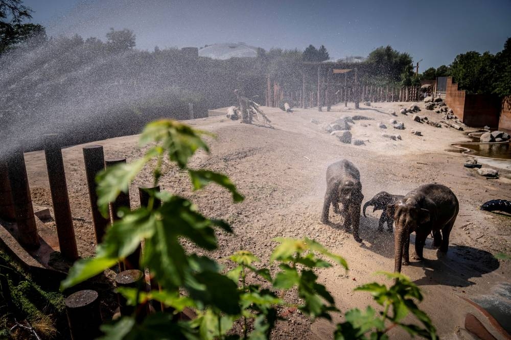 Denmark reports July record as heatwave hits Nordics | Malay Mail