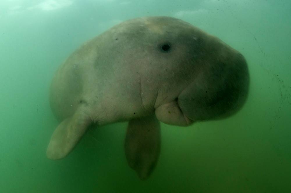 Gentle dugongs functionally extinct in Chinese waters, says study ...