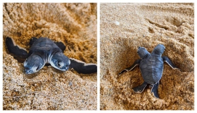 Two-headed sea turtle hatches in Terengganu to excitement of Instagram ...