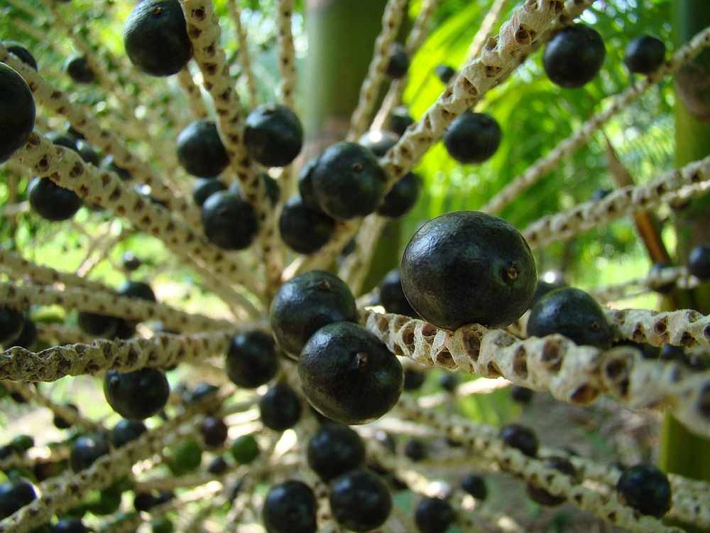 How Brazil is feeding the world's appetite for superfoods | Malay Mail