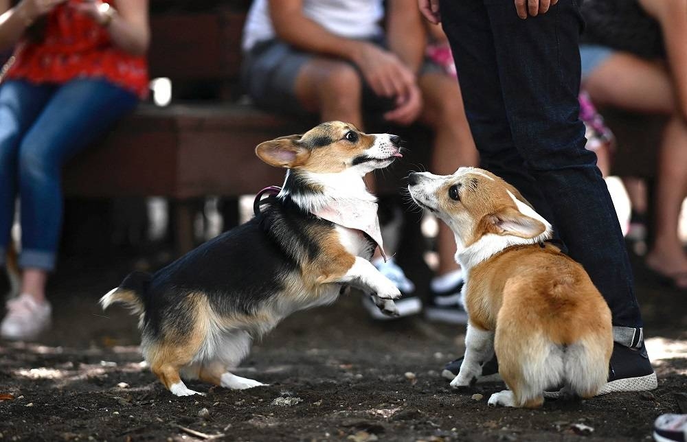 Demand for Queen Elizabeth’s favourite corgi dogs hits new high after ...