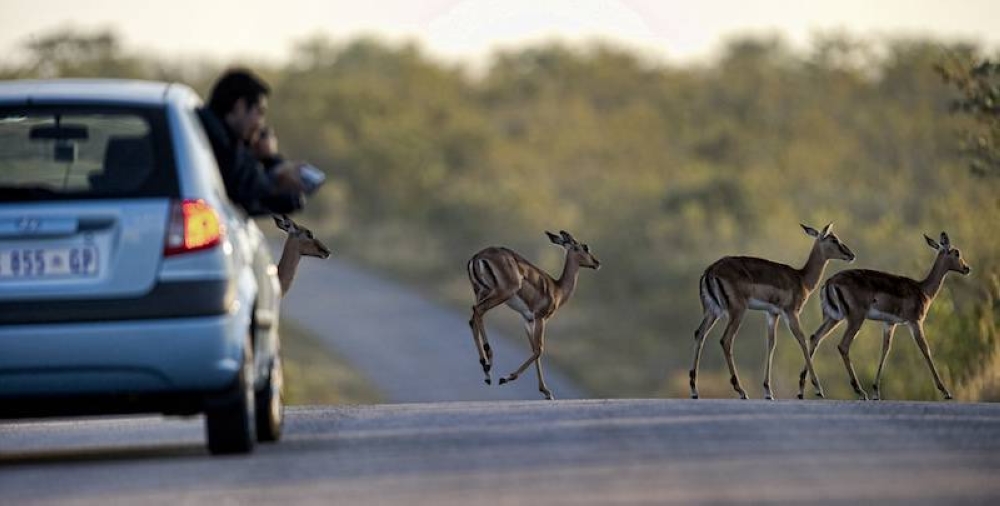German tourist shot dead near famed Kruger National Park | Malay Mail