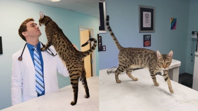 American physician's Savannah cat ‘Dr Fenrir’ confirmed as the world’s ...