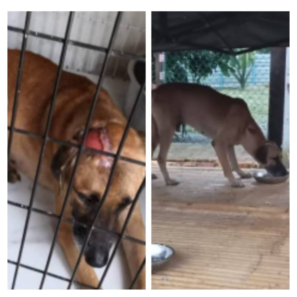 Apollo the stray dog survives horrible open wounds after being rescued ...