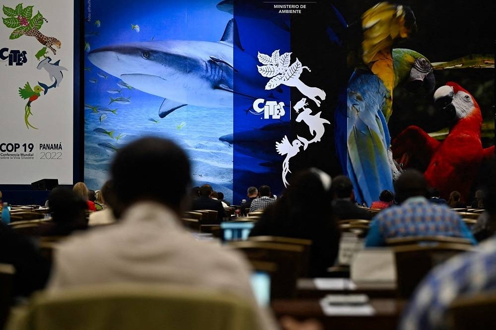 Shark fin hunters in the soup as wildlife summit takes action | Malay Mail