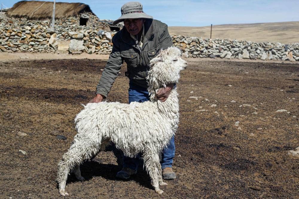 Drought in Peru Andes proves fatal for alpacas, potato crops as govt ...