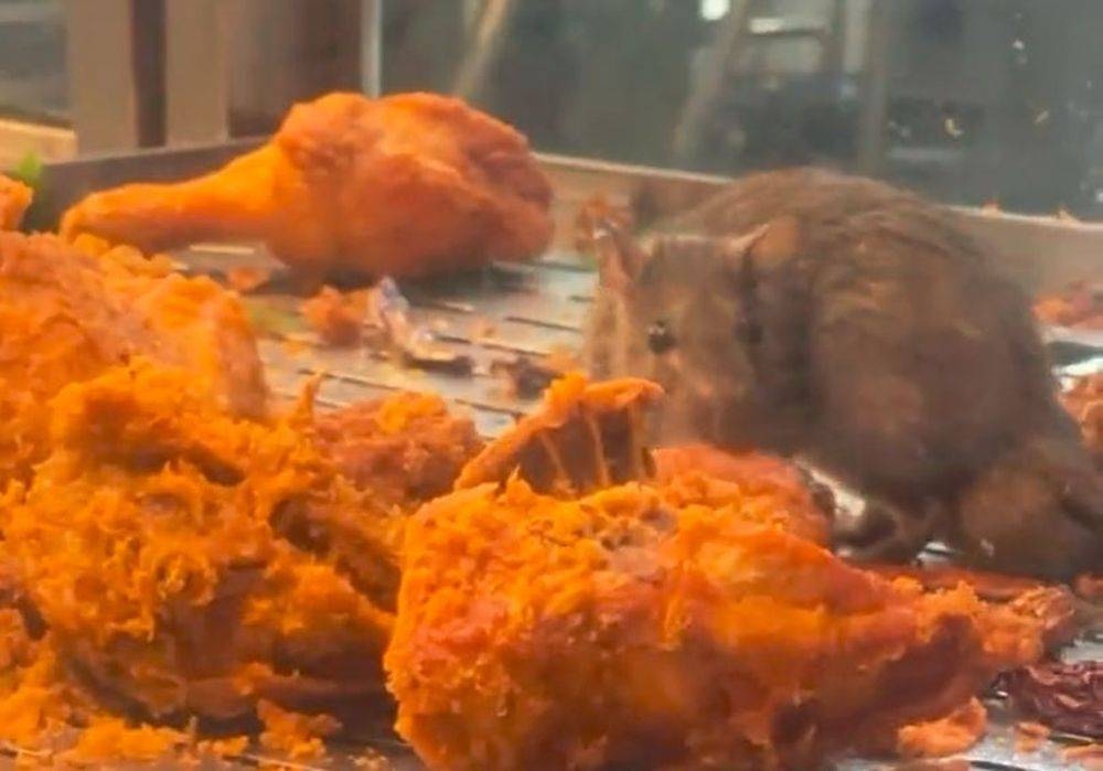 Pandan Indah restaurant ordered shut after video of rat nibbling fried chicken goes viral ...