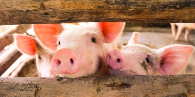 Bionic penis: Synthetic tissue restores erections in pigs | Malay Mail