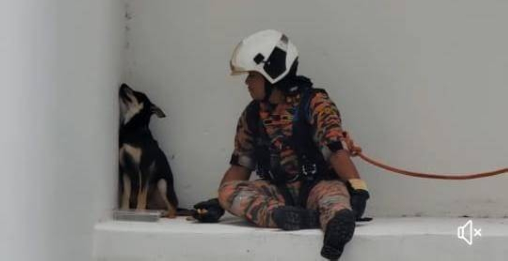 Penang fireman goes viral after rescuing stray dog that refused to get ...