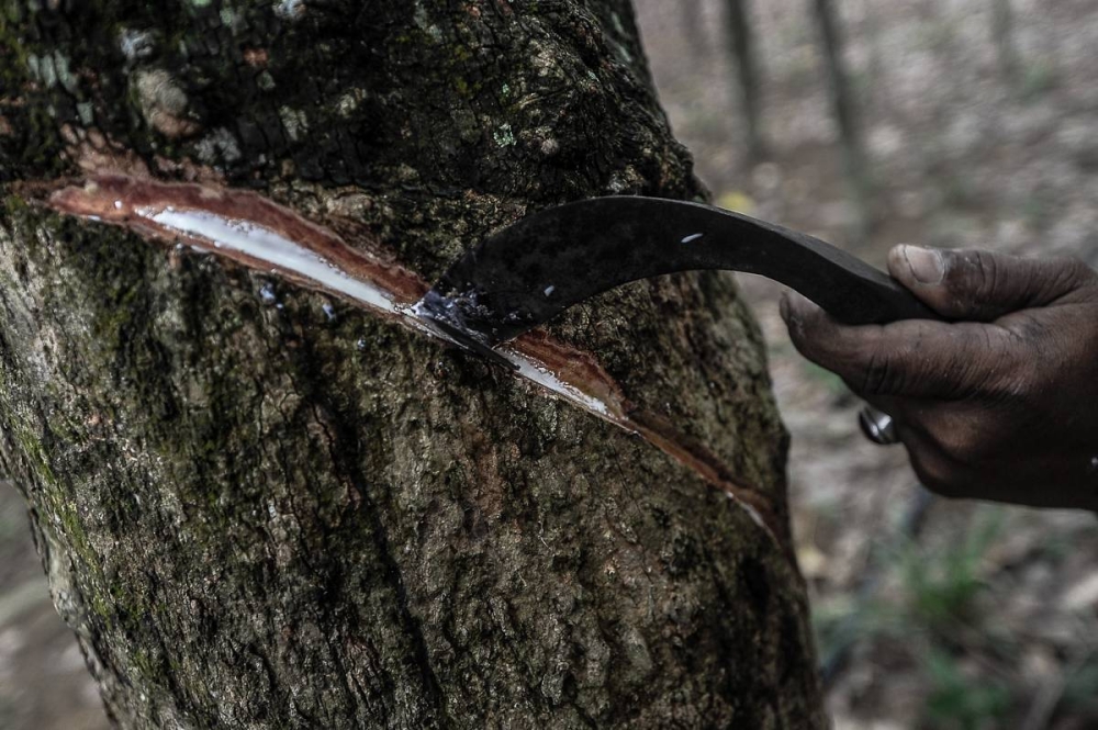 Plantation Ministry and Malaysian Rubber Board to establish a more ...