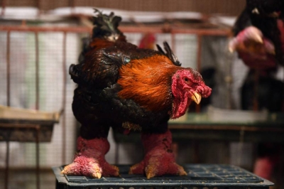Giant legs of Vietnam’s ‘dragon chicken’ a Lunar New Year delicacy ...