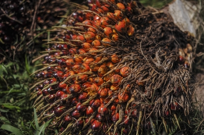MPOB: Palm kernel expeller safe for use in dairy cattle feed | Malay Mail
