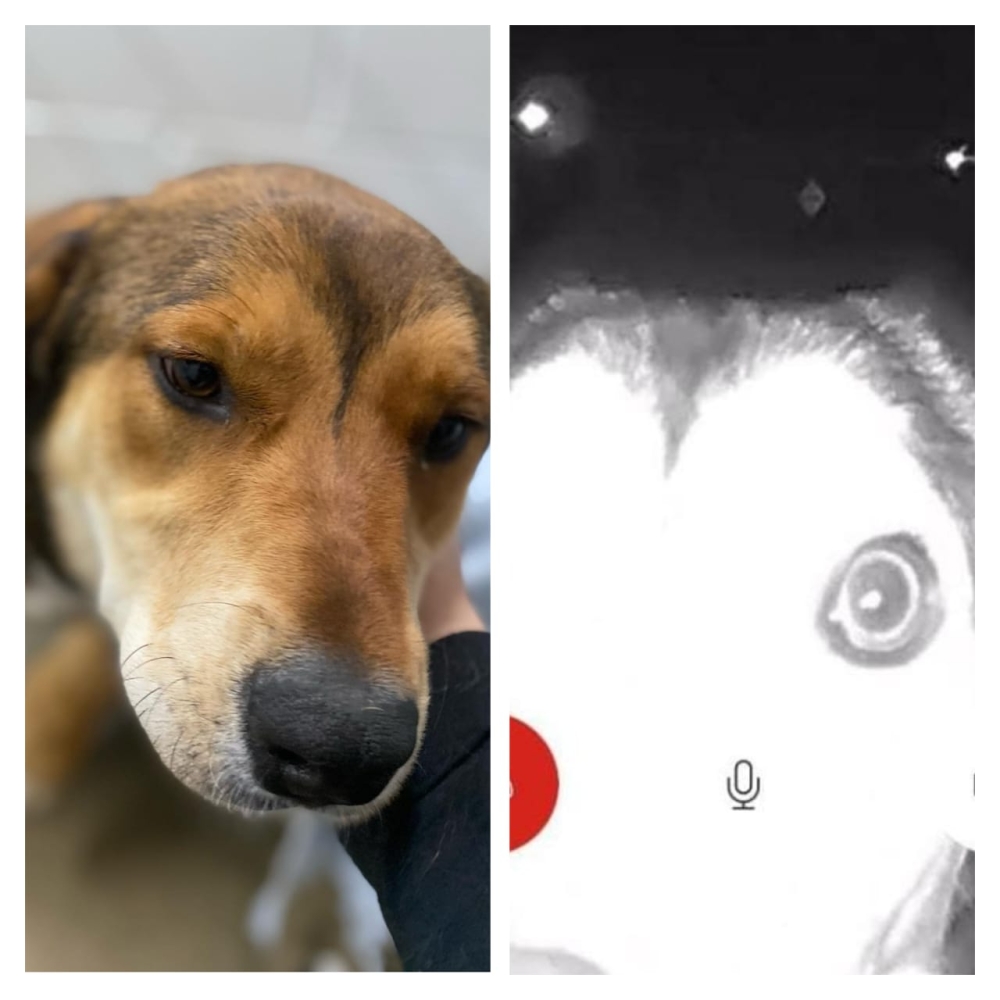 US rescue dog runs away from adopter's home, makes way back to shelter ...