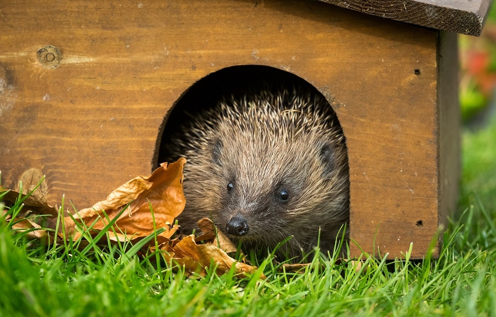 How hedgehogs could live longer than we think | Malay Mail