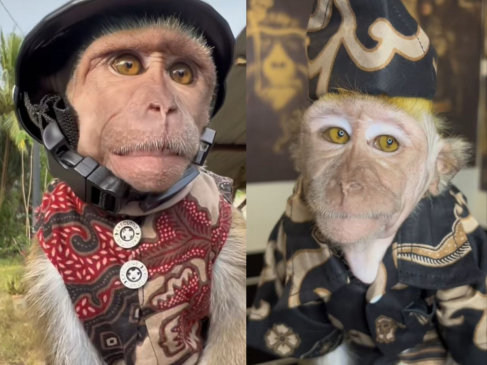 Johor man loves dressing up his rescued monkey in various outfits ...