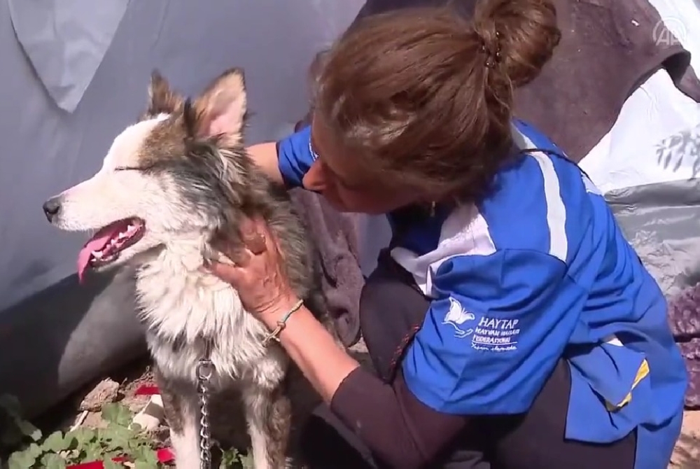 Siberian Husky found alive under the rubble 23 days after earthquake ...