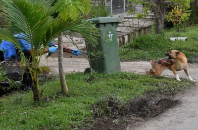 Deputy premier: 67pc human rabies cases in Sarawak this year were fatal ...