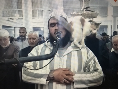 Adorable video of cat cuddling up to an Imam leading Ramadan prayers in ...