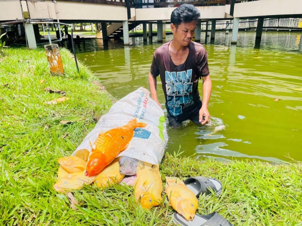 Climate change, rise in temperature possible cause of dead fish in Sibu ...