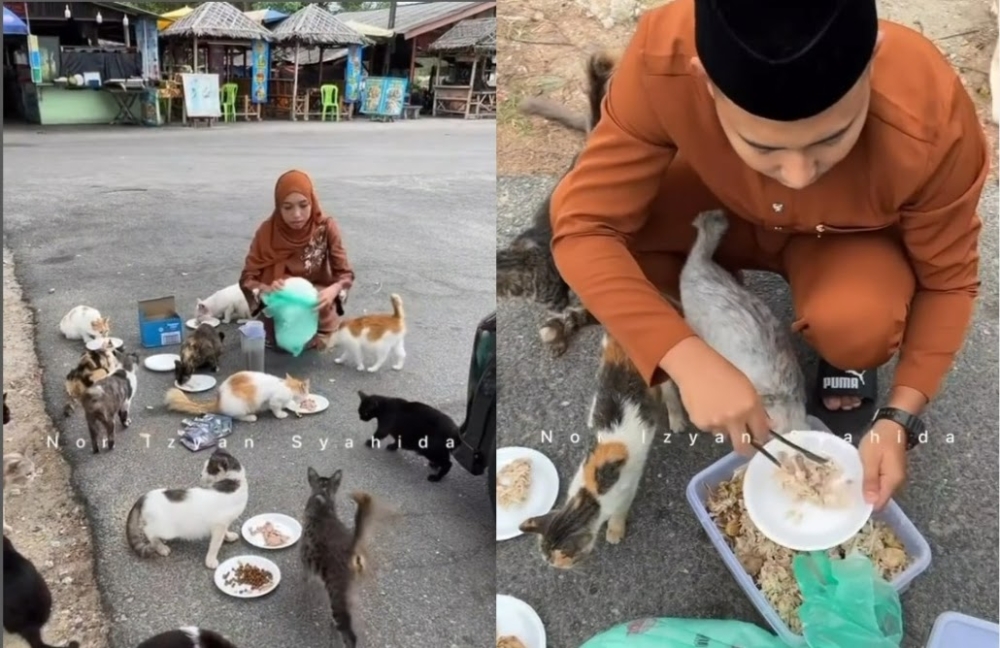 Kota Baru couple celebrate Raya by feeding stray cats a special feast of boiled chicken (VIDEO ...