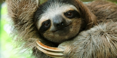 Costa Rican sloth antibiotics offer hope for human medicine | Malay Mail