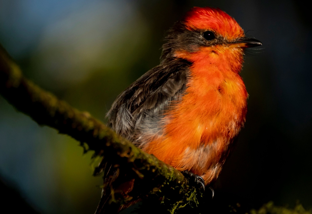On Galapagos Islands, Darwin’s flycatcher makes a tiny comeback | Malay ...