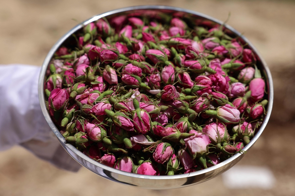 Scent of tradition lingers in Lebanon’s ‘village of roses’ | Malay Mail