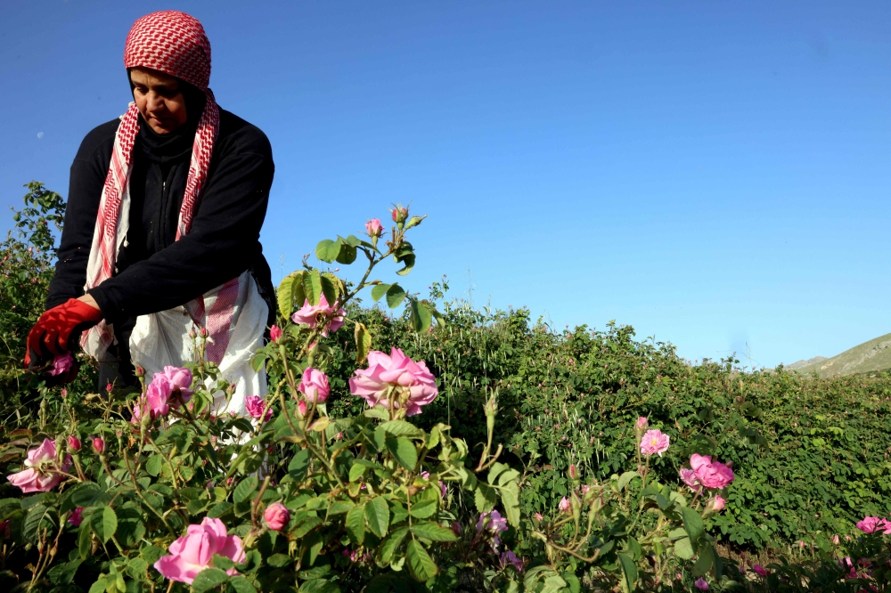 Scent of tradition lingers in Lebanon’s ‘village of roses’ | Malay Mail