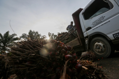Sabah to boost collections unit and crack down on palm oil firms ...