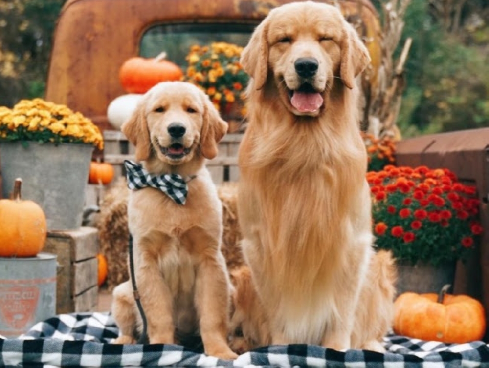 Millionaire canine Tucker Budzyn is world’s No.1 dog influencer who ...