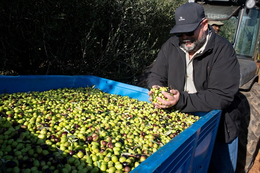 S. Africa presses for recognition of its high-end olive oil | Malay Mail