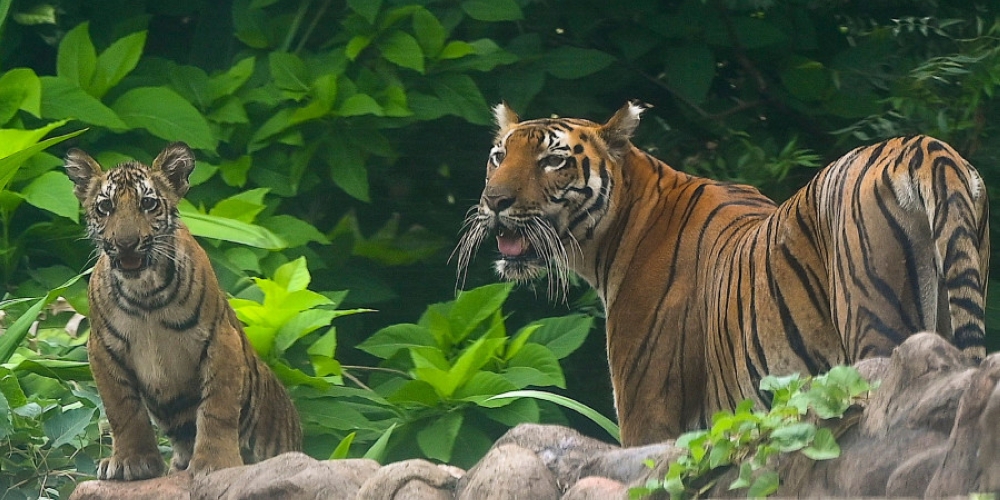 Study: Protecting India’s tigers also good for climate | Malay Mail