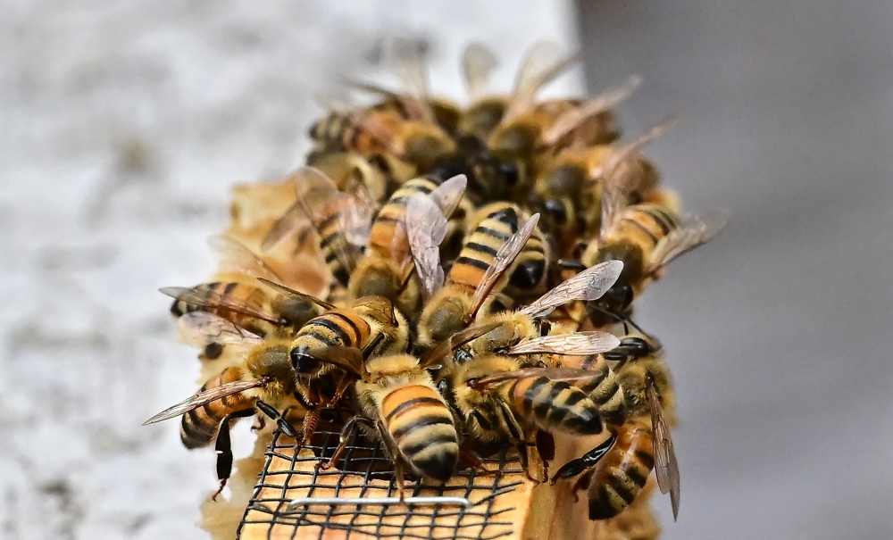 California’s honey bees await the famous sunshine | Malay Mail
