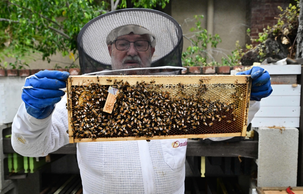 California’s honey bees await the famous sunshine | Malay Mail