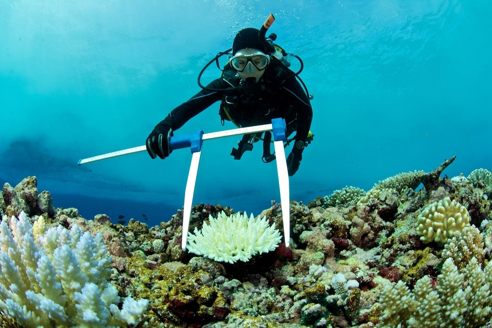 Researchers are unlocking the secrets behind coral longevity | Malay Mail