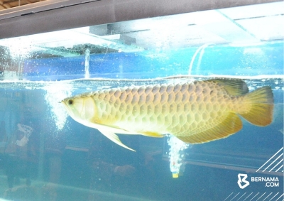Fisheries Dept: Perak largest producer of ornamental arowana last year ...
