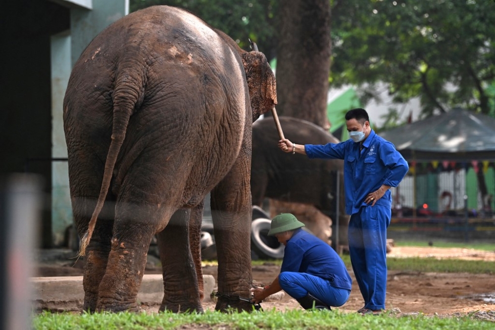 Push to free chained elephants at Hanoi zoo | Malay Mail
