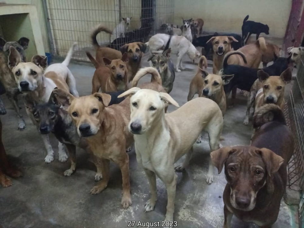 Animal shelter Malaysian Dogs Deserve Better makes urgent appeal for ...