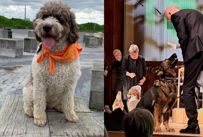 Dogs perform Mozart with orchestra in Denmark (VIDEO) | Malay Mail