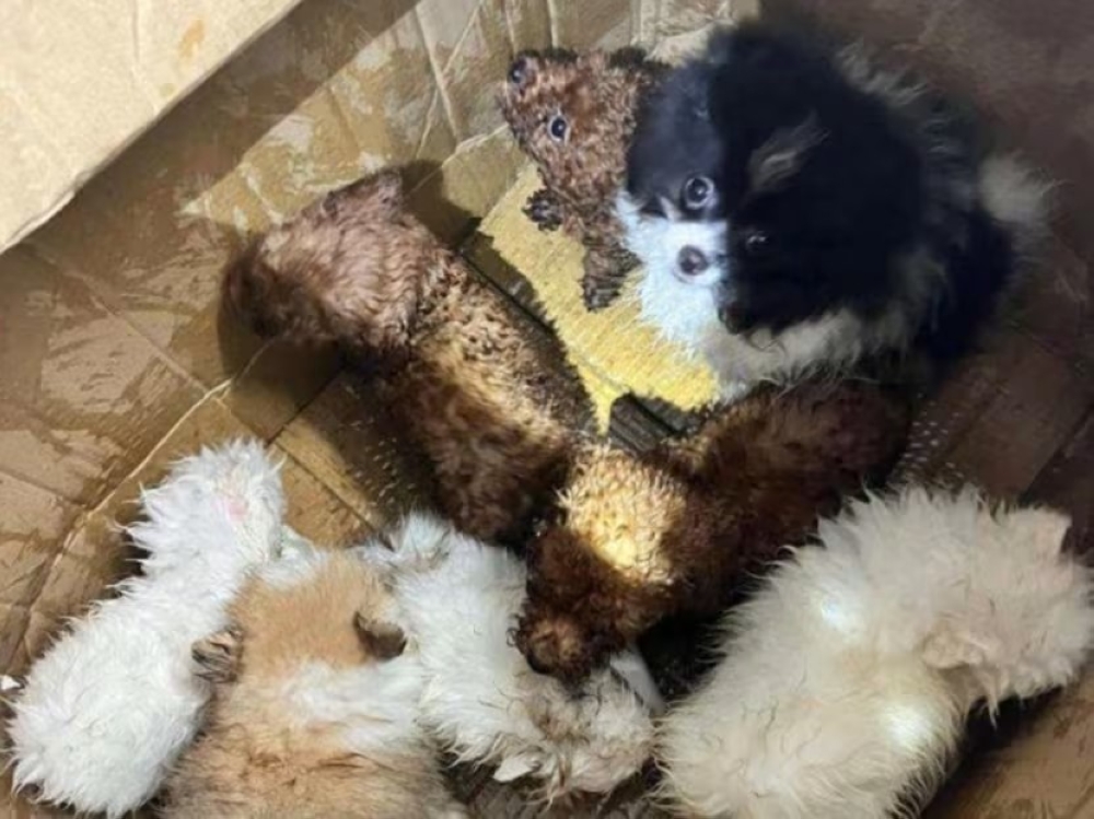 Jail for man, 20, who smuggled eight puppies from JB into Singapore ...