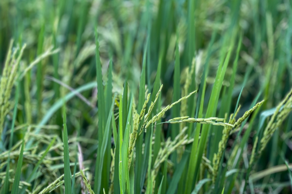 Kedah farmers urge govt to review floor price for paddy purchases by ...