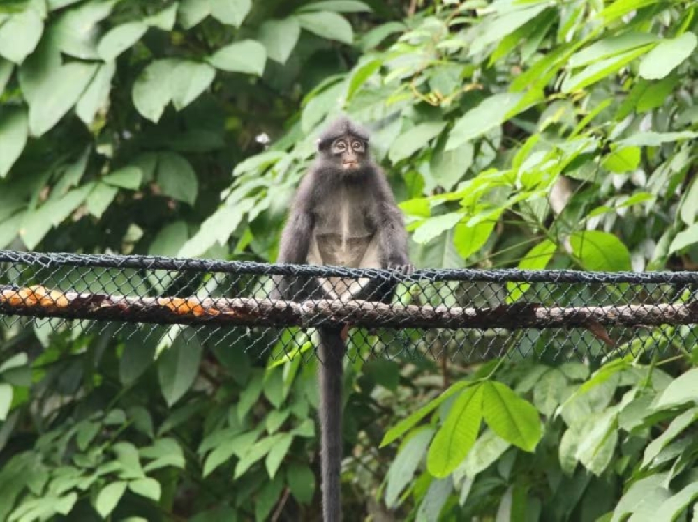 Researchers: Once near extinction in Singapore, Raffles’ banded langur ...