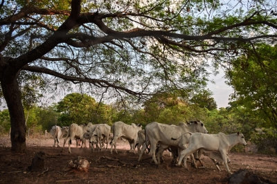 A guide to Brazil’s Cerrado, the world’s most biodiverse savanna ...