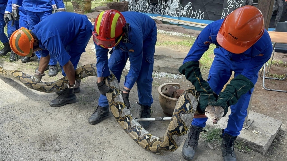 Baling's Malaysian Civil Defence Force catches seven-metre python that ...