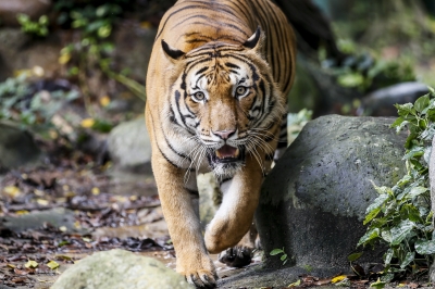 Study shows better action by rangers cut tiger poaching in Kenyir ...