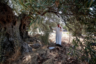 Jordan’s mission to save its ancient olive trees | Malay Mail