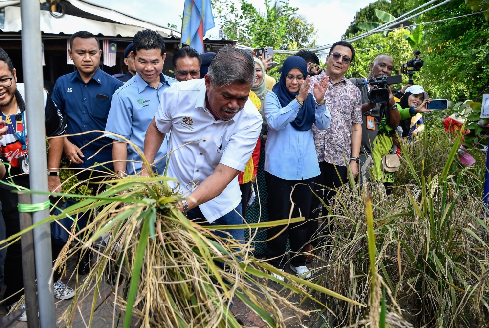 Mat Sabu credits govt action for improved local white rice supply | Malay Mail